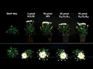 How to Force Long-Day Perennials into Flower with High-Intensity LEDs ...