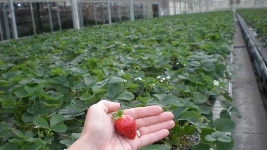 How Alternative Crops Can Help You Find Your Market Niche - Greenhouse ...