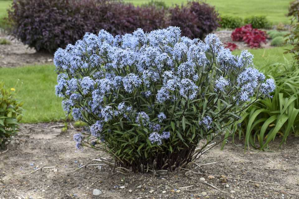 20 Classic Blue Varieties That Reflect the 2020 Color of the Year ...