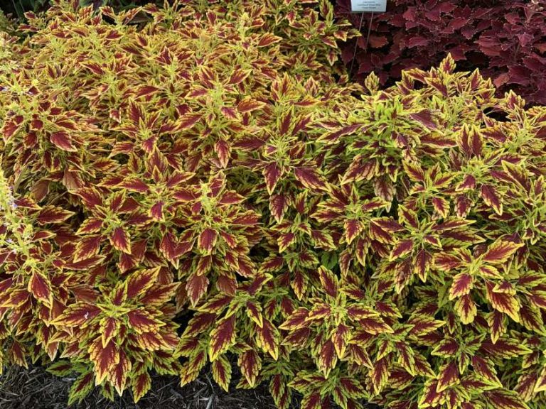 Best Plant Performers From the University of Tennessee Gardens Trials ...