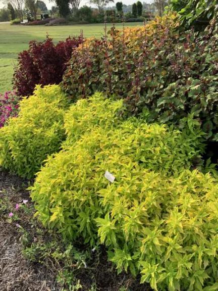 Best Plant Performers From the University of Tennessee Gardens Trials ...