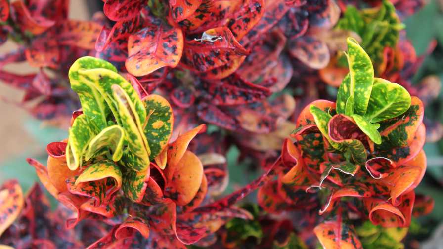 Croton Plant Diseases Croton Batik, Codiaeum Sugar Creek Gardens