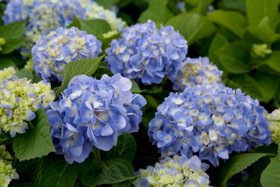14 More Classic Blue Varieties to Add to Your Crop Mix - Greenhouse Grower