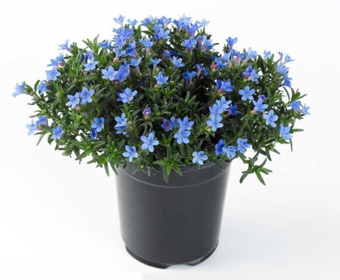 20 Classic Blue Varieties That Reflect the 2020 Color of the Year ...