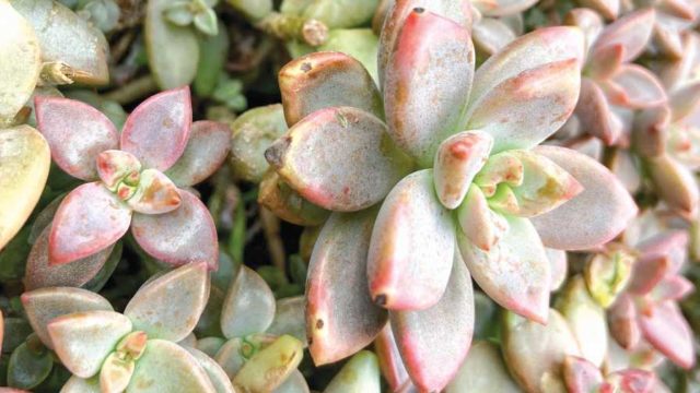 Production Problems With Succulents Solved - Greenhouse Grower
