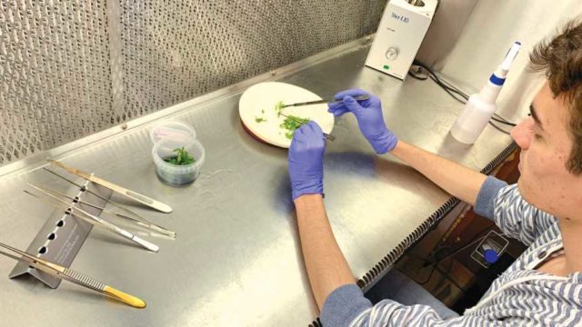Hemp Tissue Culture: The Power of Predictability - Greenhouse Grower