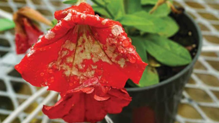 How to Rid Your Greenhouse Crops of Botrytis Blight - Greenhouse Grower