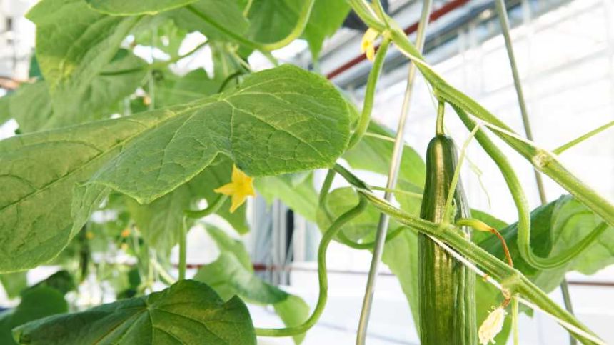 How Automated Cucumber Harvesting is Becoming a Reality - Greenhouse Grower