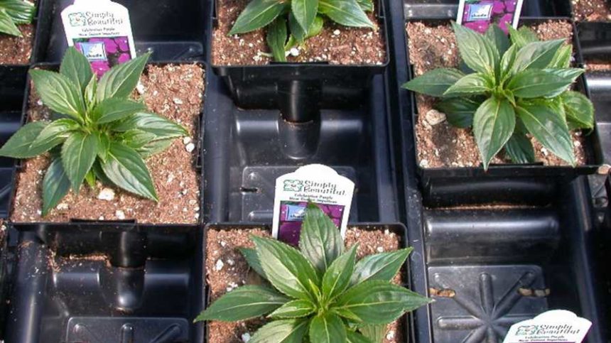 Why Moisture Management Matters in Growing Media - Greenhouse Grower