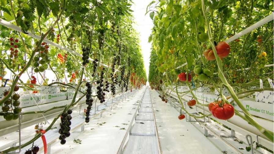 Superior Farms Commercial Greenhouse Tomato Varieties