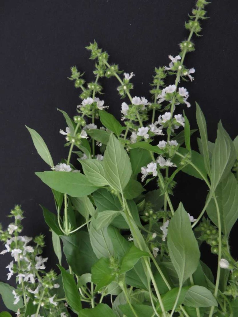 Basil : A Cool Twist for a Common Plant - Greenhouse Grower