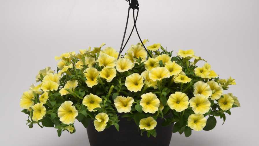Ball FloraPlant Launches 2022 Catalog Online, Print Version Coming Soon ...