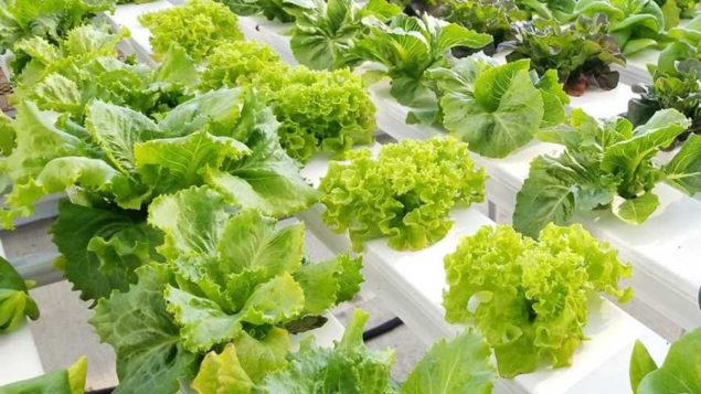 Is Your Lettuce Crop Starving for Calcium? - Greenhouse Grower
