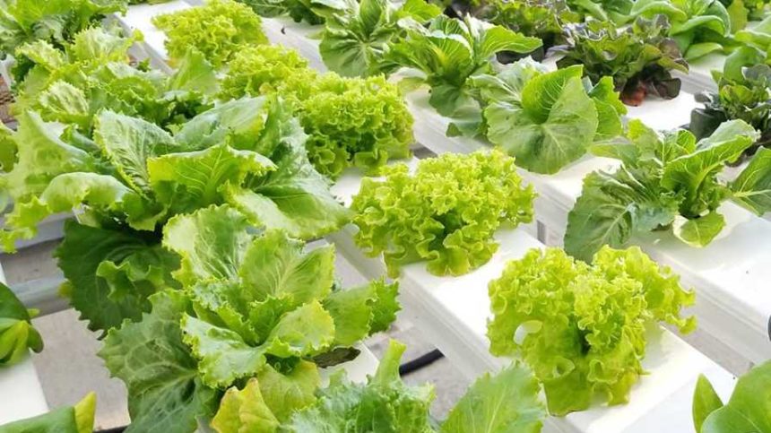 Is Your Lettuce Crop Starving for Calcium? - Greenhouse Grower