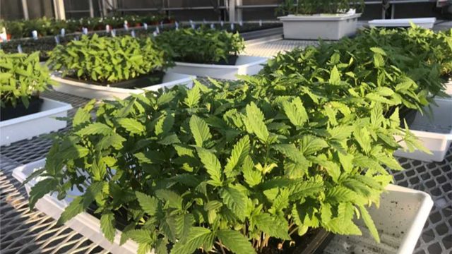 Baby Leaf Hemp: A New Edible Salad Green - Greenhouse Grower
