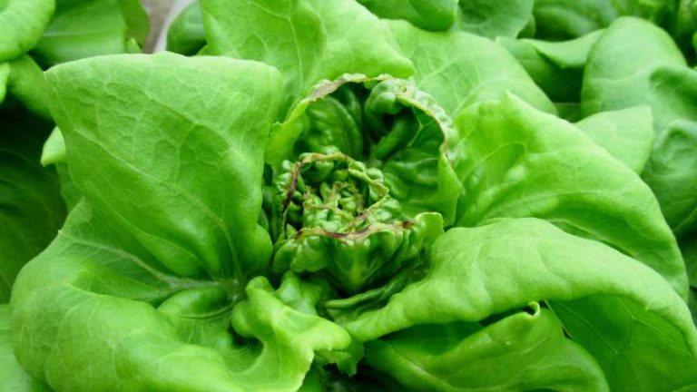 Trials Test Lettuce Tipburn Sensitivity in Different Cultivars ...