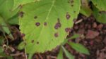 Now is the Time to Watch for Fungal Disease in Hydrangeas - Greenhouse ...