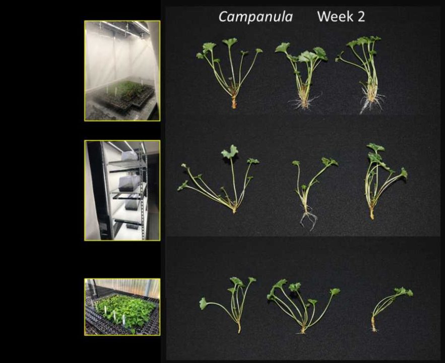 5 Tips to Improve Indoor Propagation of Cuttings and Tissue Culture ...