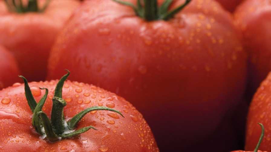 New Virus-Resistant Tomato Could Be a Game-Changer - Greenhouse Grower
