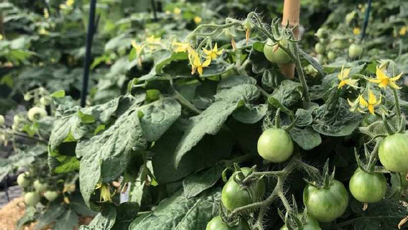University of Florida to Host Virtual Vegetable Field Day - Greenhouse ...