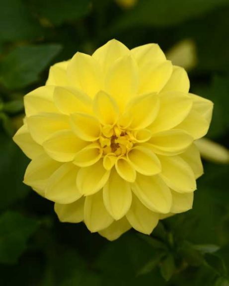 26 Plant Varieties that Reflect Pantone’s 2021 Colors of the Year ...