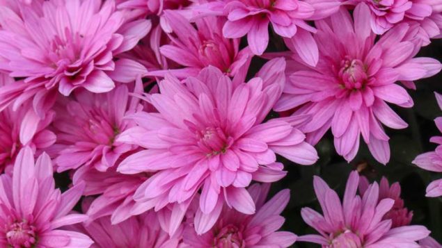 Best Practices for Growing Garden Mums - Greenhouse Grower