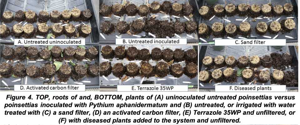 Tips to Manage Pythium Risk in Irrigation Water - Greenhouse Grower