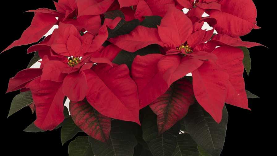 Key Growing Tips for Poinsettia Nutrition - Greenhouse Grower