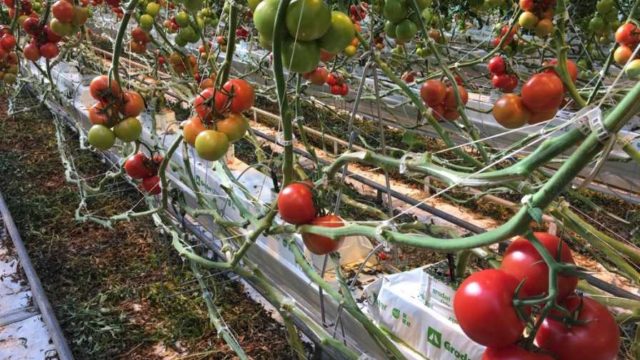 Learn the Basics of Greenhouse Tomato Crop Steering - Greenhouse Grower