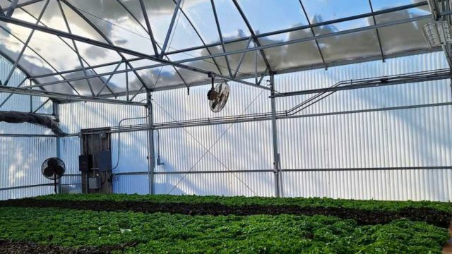 Texas Indoor Growers Fight Through Power Outages To Save Crops ...