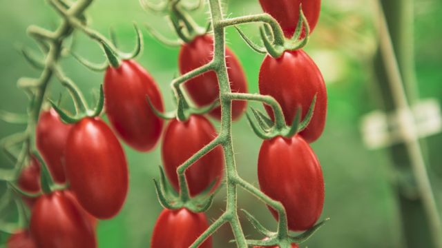 Pure Flavor Launches New Bite-Sized Greenhouse Tomato - Greenhouse Grower
