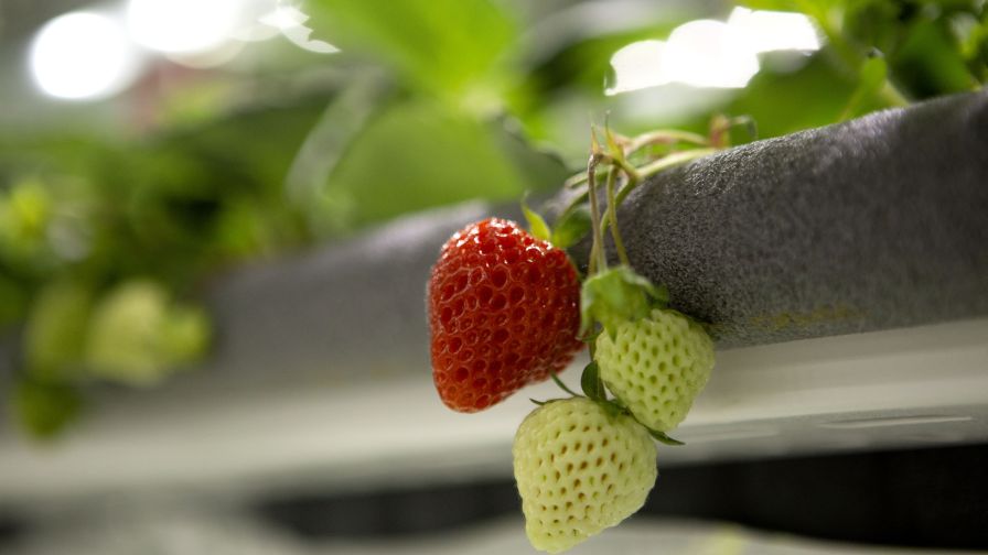 World's Largest Vertical Strawberry Farm Is Now Open for Business ...