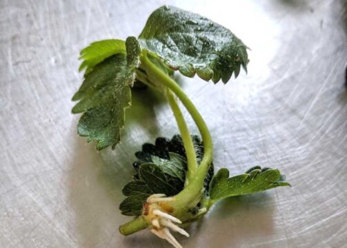 From Planting To Harvesting: The Basics of Indoor Strawberry Production ...