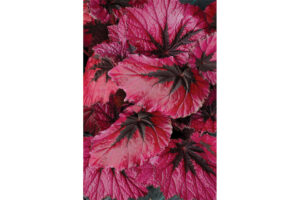 Terra Nova Nurseries Announces its Top 10 Houseplant Varieties ...