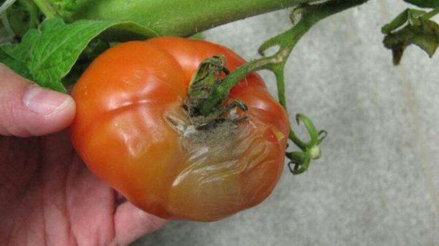 Identifying and Controlling Botrytis in Controlled Environment Tomato ...