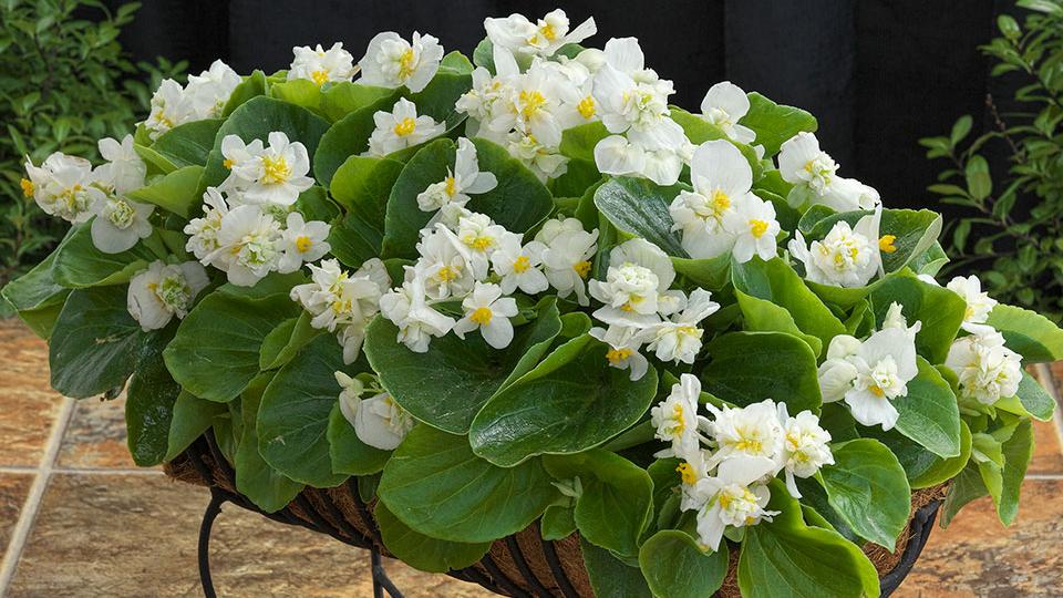 Bright Ideas To Control Flowering In Begonias - Greenhouse Grower