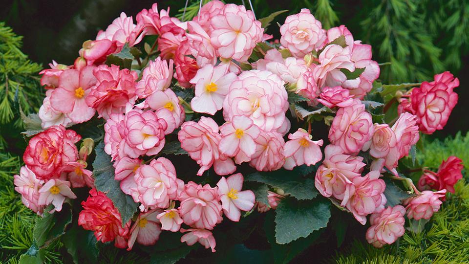 Bright Ideas To Control Flowering In Begonias - Greenhouse Grower