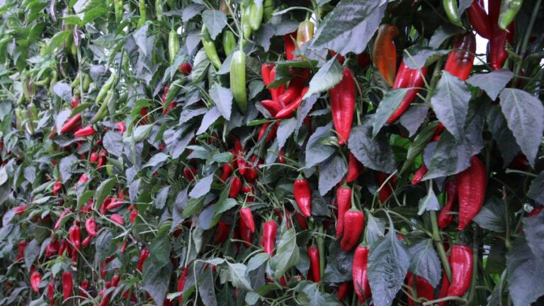 A Closer Look at the Development of Seedless Sweet Peppers - Greenhouse ...