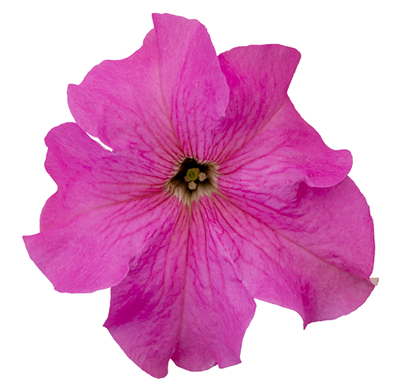Two New Gorgeous Surfinia Petunias for 2022 - Greenhouse Grower