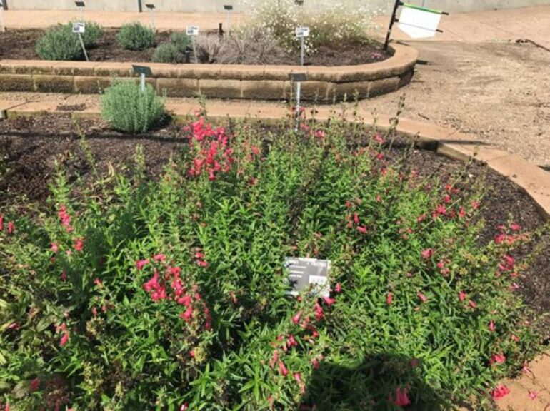 Metrolina Greenhouses 2021 Field Trials - Greenhouse Grower