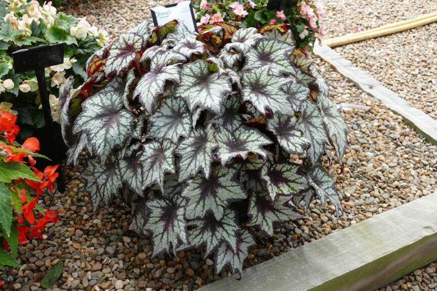 New Coleus and Begonias Impress at the Young's Plant Farm 2021 Field ...