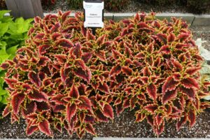 New Coleus and Begonias Impress at the Young's Plant Farm 2021 Field ...