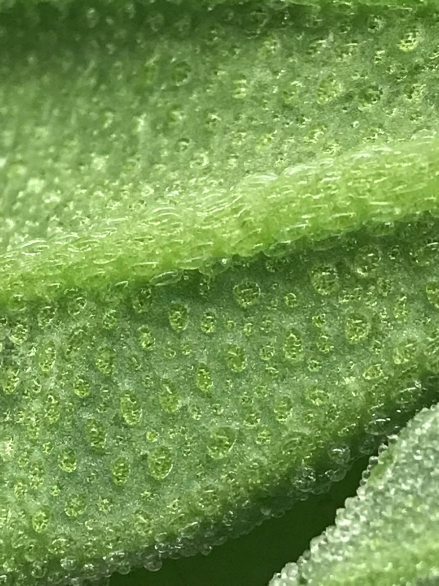 Ice Plant: A Novel Salad Green for Greenhouse and Indoor Growers ...