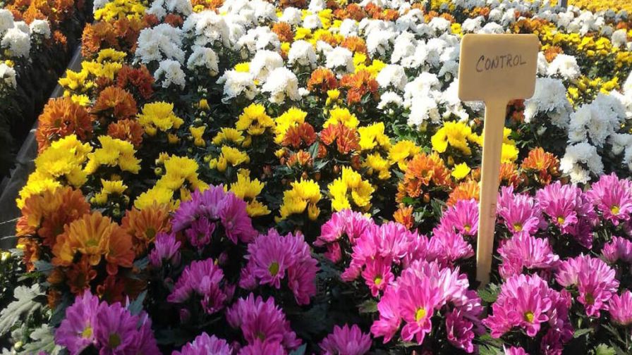 Ways to Optimize Nutrient Delivery in Garden Mums - Greenhouse Grower