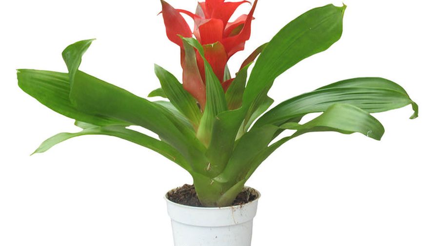Bromeliad Multi Colored Bromeliad Planter 3 Live Plants In A Single