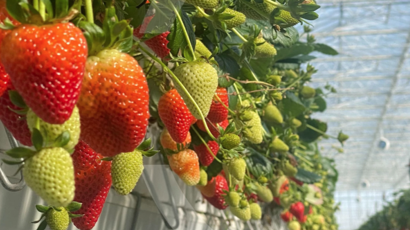 Greenhouse Strawberry Production