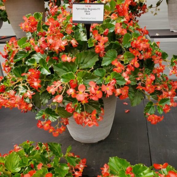 2022 California Spring Trials: Top Ten Plants from Ball Horticultural ...