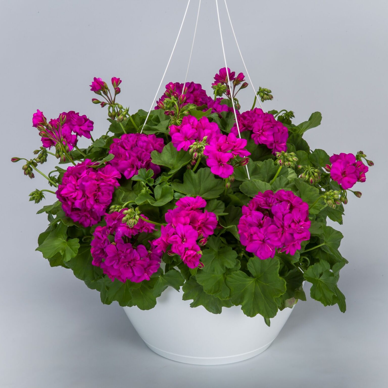 Readers' Choice - Greenhouse Grower
