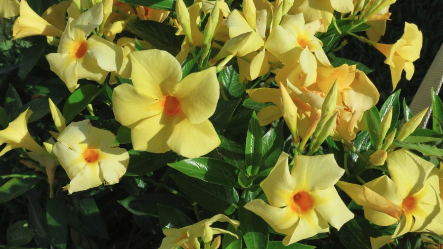 Which New Plant Variety Is the Best? Readers’ Choice Voting Is Open ...