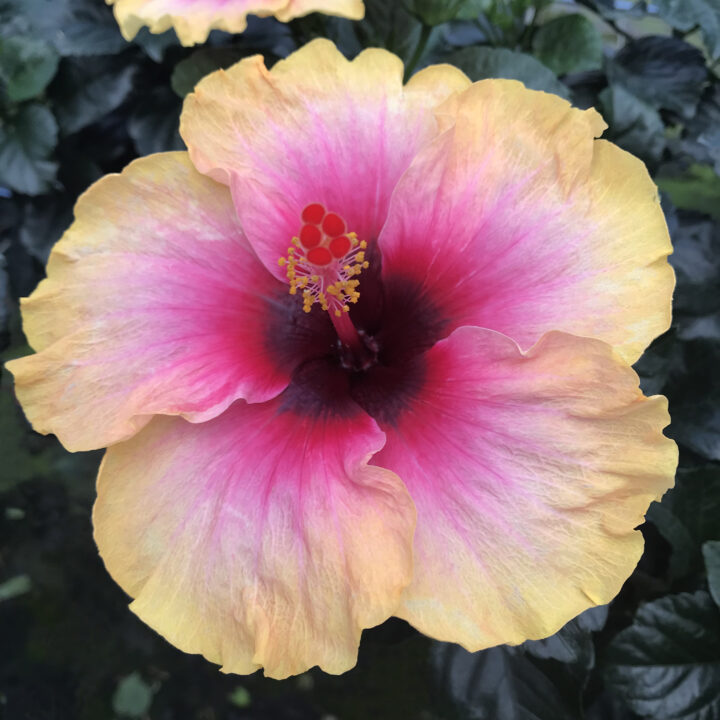 Readers' Choice - Greenhouse Grower